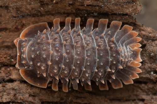 Genus Diploexochus · iNaturalist