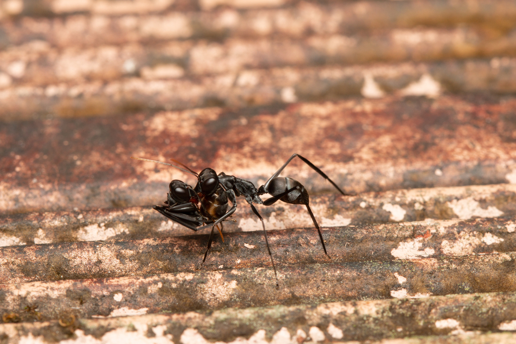 Gigantiops destructor from Universitário, Belém - PA, Brasil on October ...