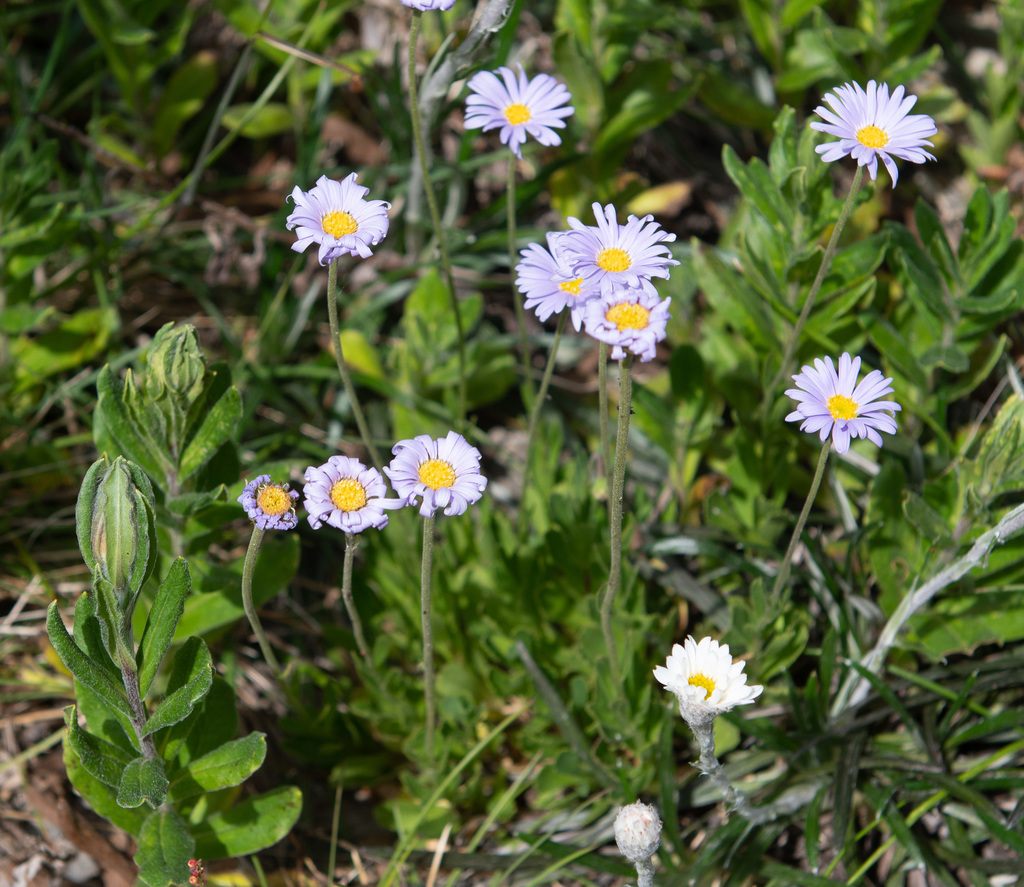 Brachyscome foliosa from Hotham Heights VIC 3741, Australia on January ...