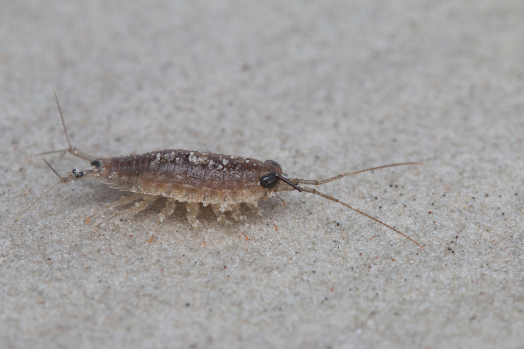 Sea Slaters from Maracanã, Pará, Brazil on October 25, 2014 at 04:24 PM ...