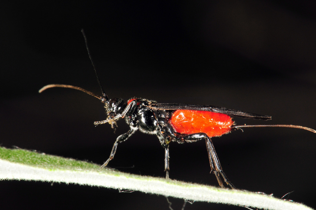 Atanycolus from Rio Grande, Albuquerque, NM, USA on June 26, 2009 at 09 ...