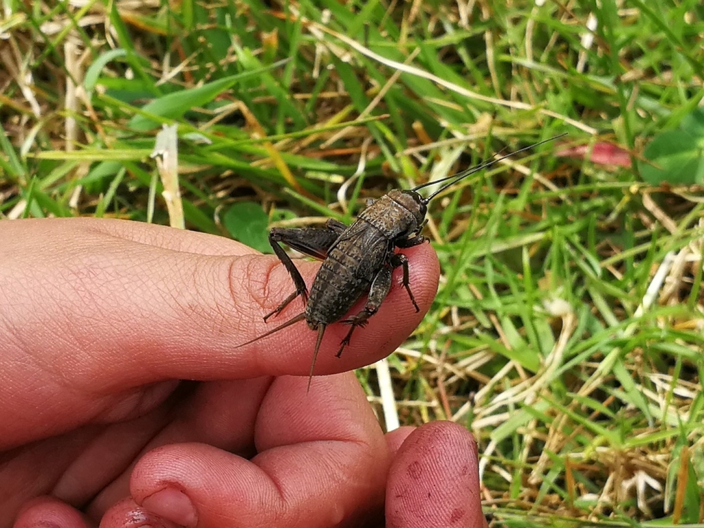 Field Crickets from Onzaga, Santander, Colombia on January 07, 2022 at ...