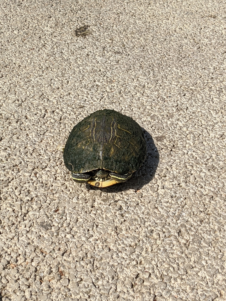 Pond Slider from Echo Park, Los Angeles, CA, USA on June 8, 2021 at 10: ...