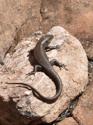 Flinder's Ranges Rock-skink from Ikara - Flinders Ranges National Park ...