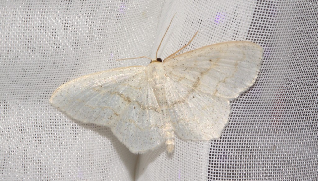 Large Lace-border Moth from Québec, Canada on July 22, 2021 at 11:03 PM ...