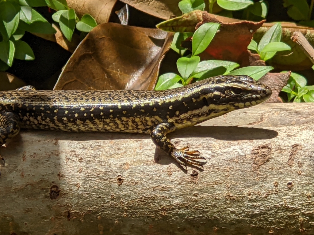 Yellow-bellied Water Skink from Gateway Island VIC 3691, Australia on ...