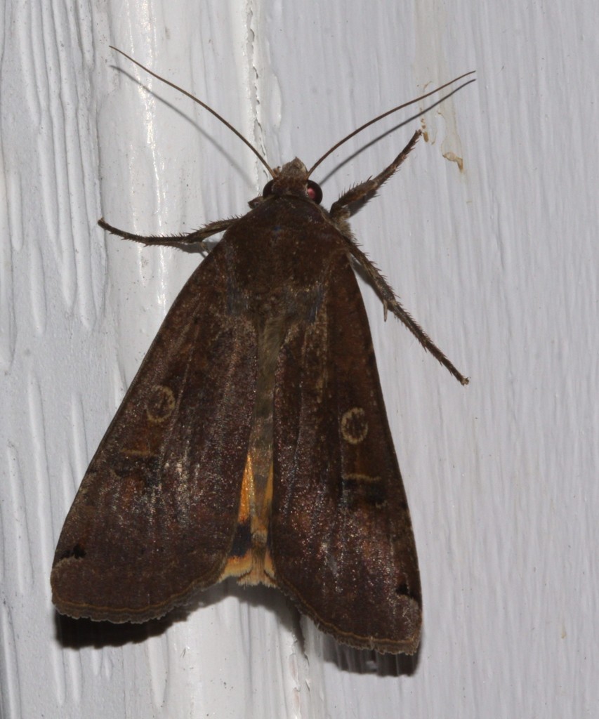 Large Yellow Underwing from Québec, Canada on July 23, 2021 at 12:01 AM ...