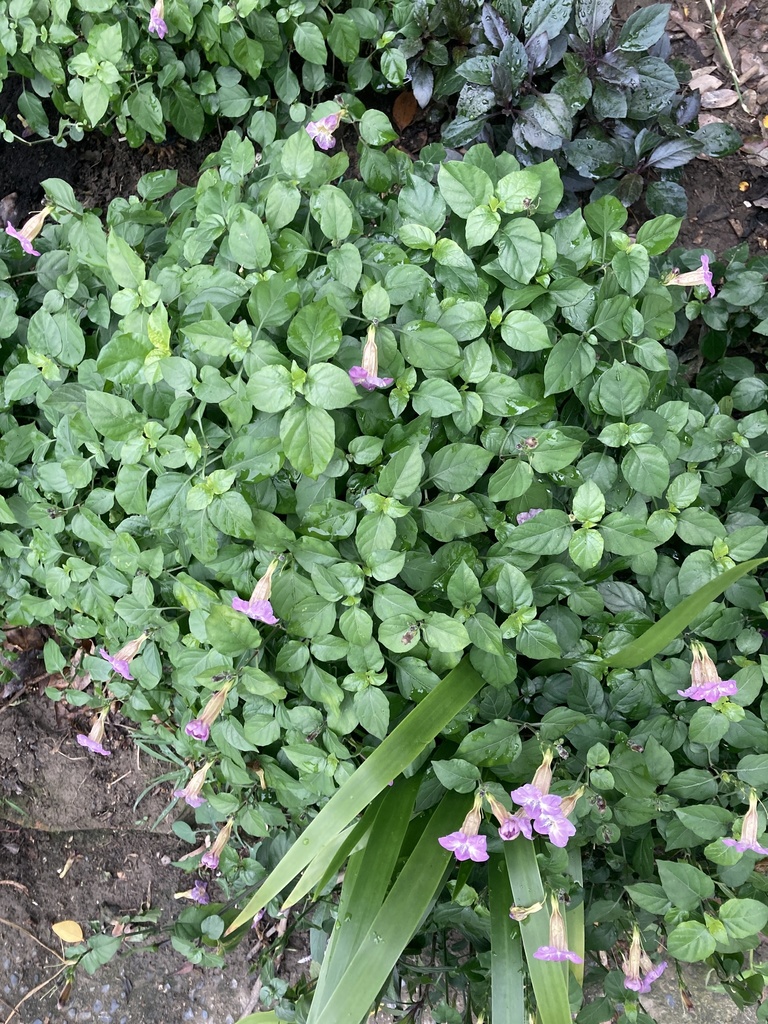 Chinese Coromandel (Asystasia gangetica gangetica) - Botanical Realm