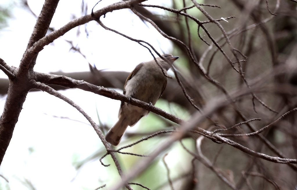 Lesser Honeyguide from Cape Town, South Africa on January 09, 2022 at ...