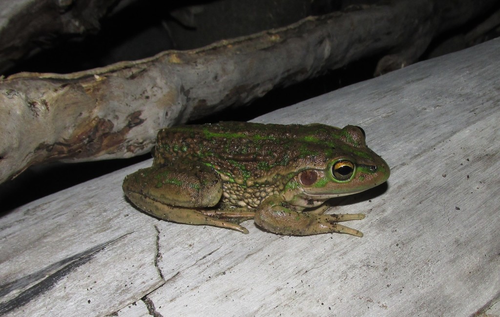 Southern Bell Frog from Fitzroy, New Plymouth 4312, New Zealand on ...