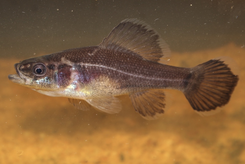 Pirate Perch from Nottoway River, Newsoms, VA, US on January 10, 2022 ...
