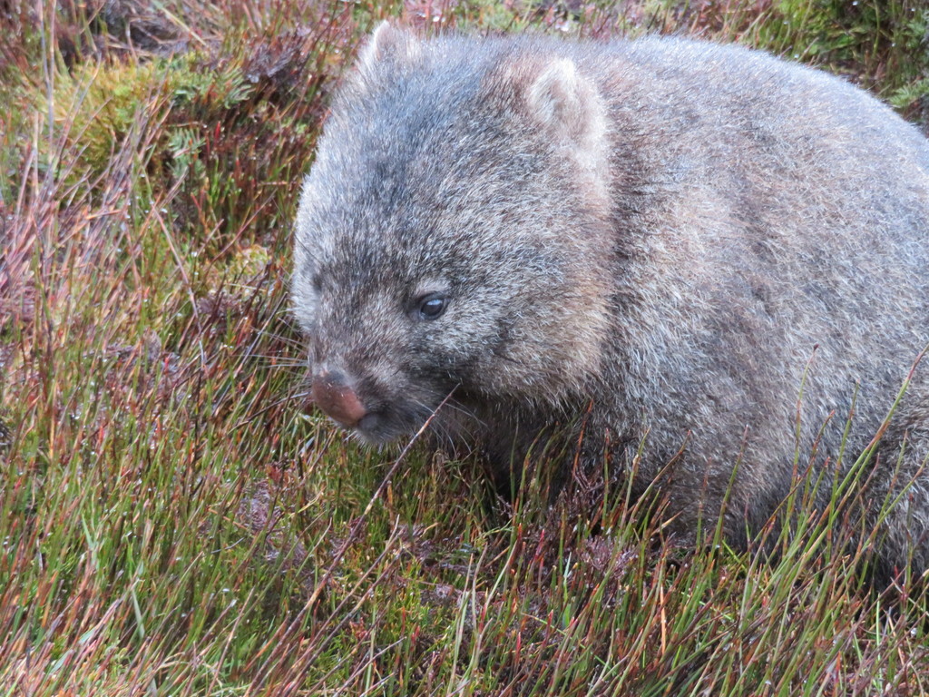 Tasmanian Wombat (Vombatus ursinus tasmaniensis) - Know Your Mammals