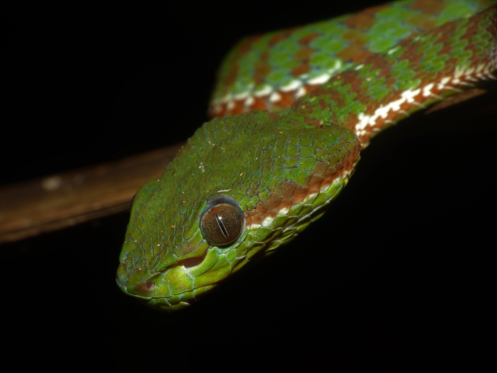 Phuket Pit Viper (Trimeresurus phuketensis) - Snakes and Lizards