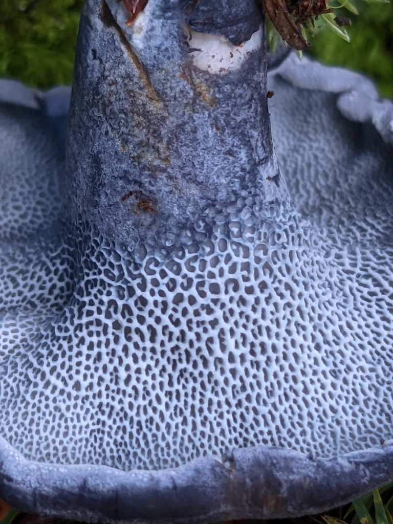 blue polypore from Yale Forest on September 30, 2021 at 11:57 AM by ...