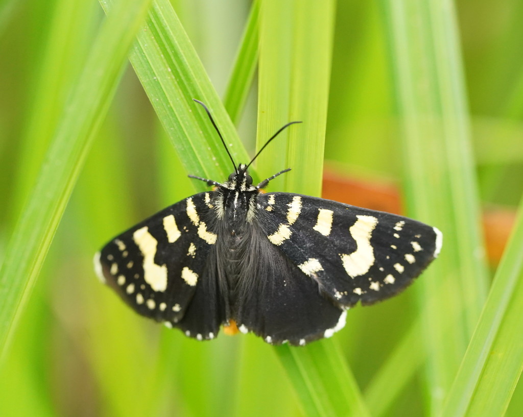 Willow-herb Day-moth from Knockwood VIC 3723, Australia on January 04 ...