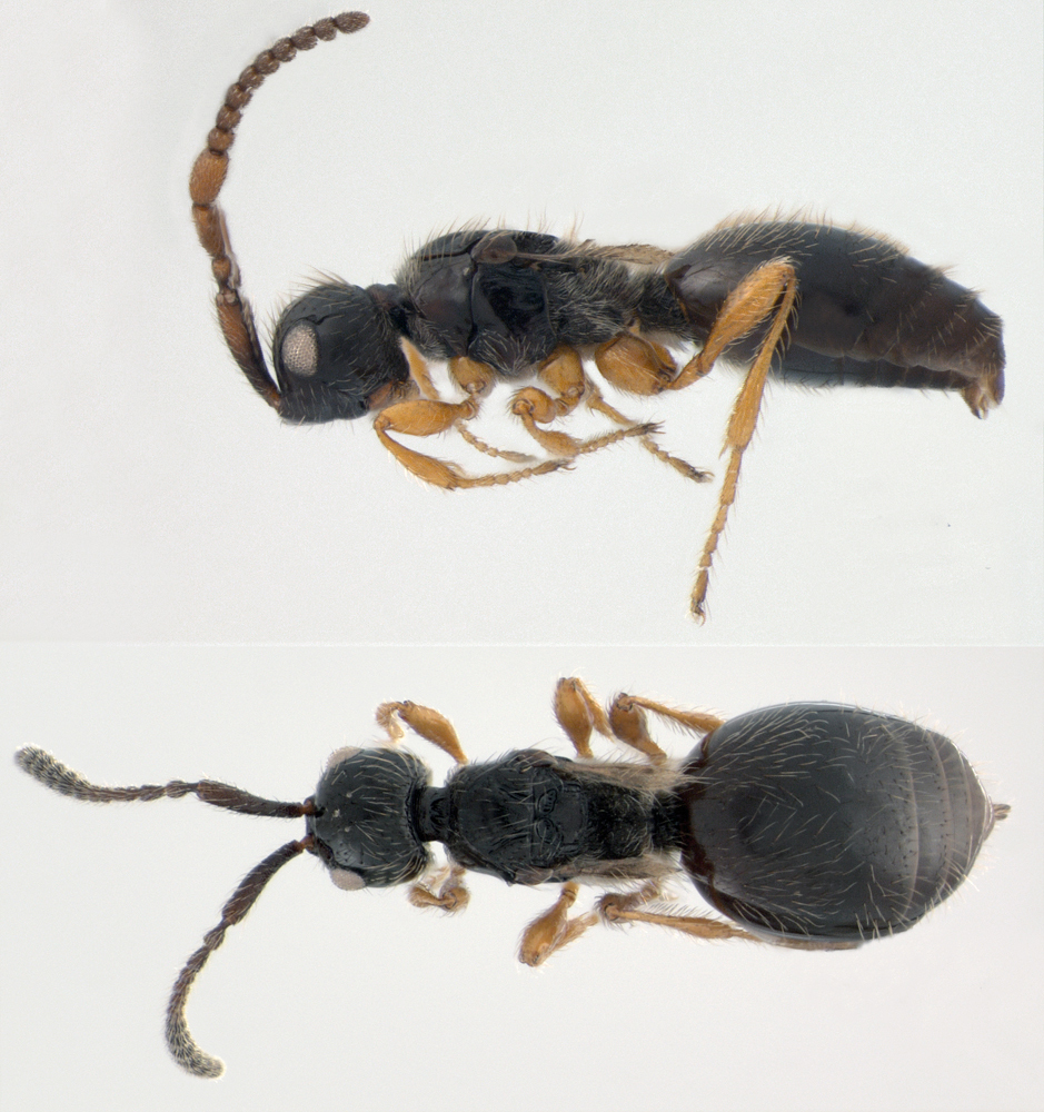 Spilomicrus coelopae from Kaikoura on January 15, 1976 by Victor ...