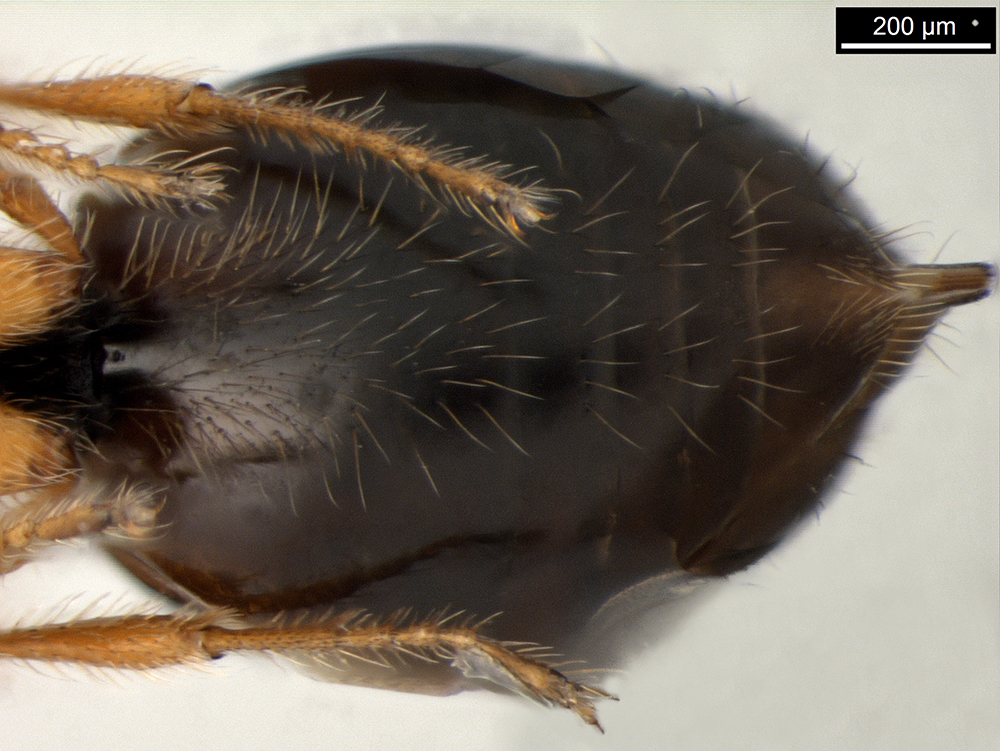 Spilomicrus Westwood, 1832