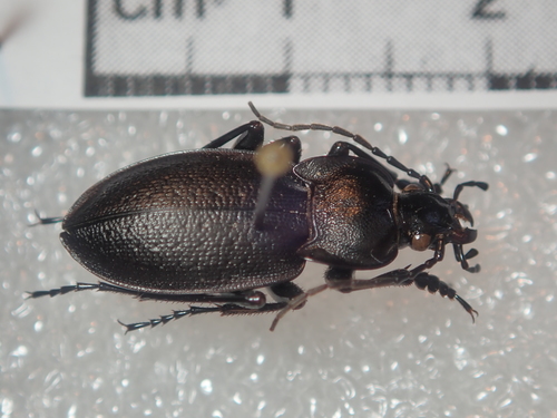 Carabus scabriusculus · iNaturalist