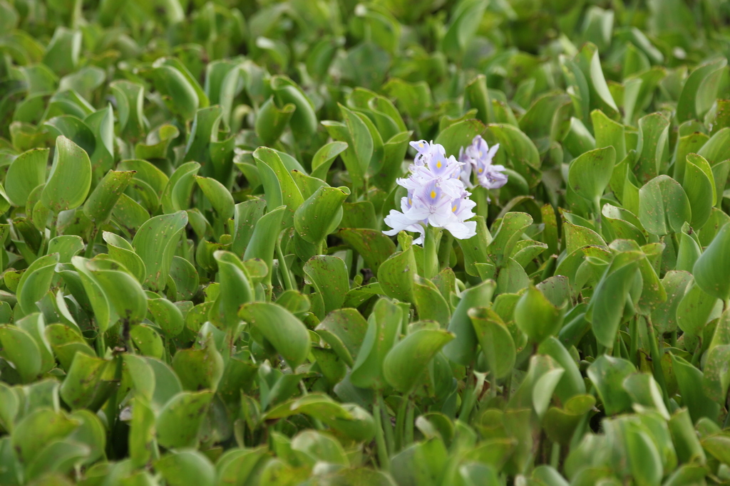 common water hyacinth from Rocklea, Queensland, Australia on January 11 ...