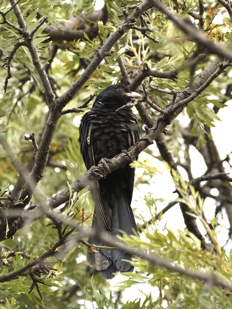 Pacific Koel from Canberra Central, ACT, Australia on January 11, 2022 ...