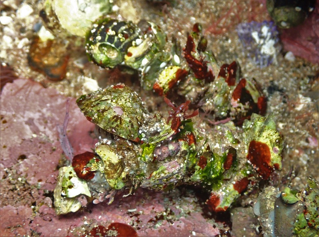 Diopatra from Winnie Bay, Copacabana NSW, Australia on January 11, 2022 ...