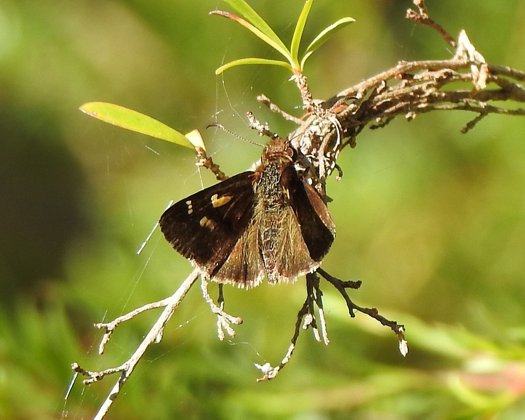 Large Dingy Skipper from Jumping Creek Reserve, Wonga Park, VIC ...