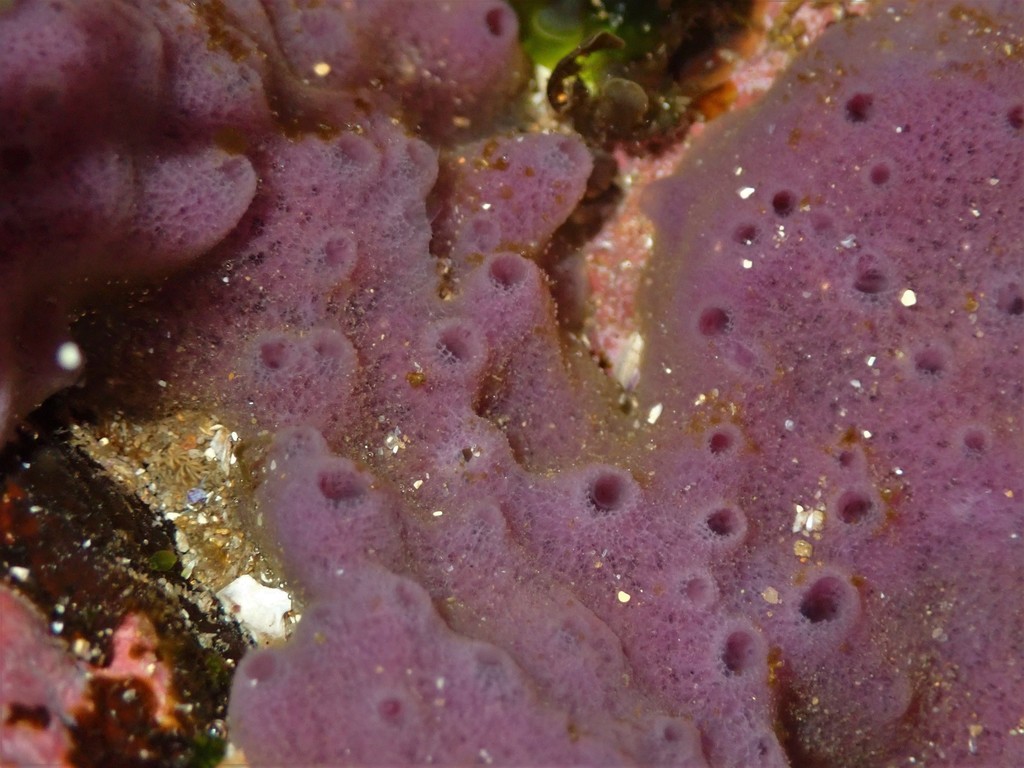 Haliclona cinerea from Winnie Bay, Copacabana NSW, Australia on January ...