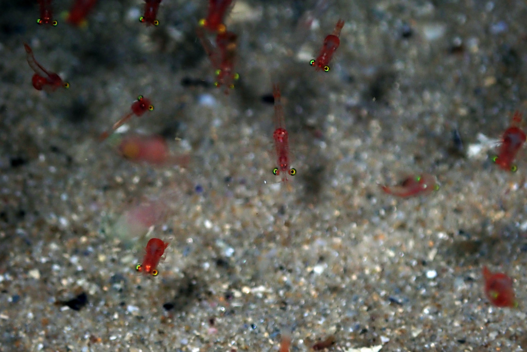 Mysidae from Port Noarlunga Reef - North, shoreward side on January 11 ...