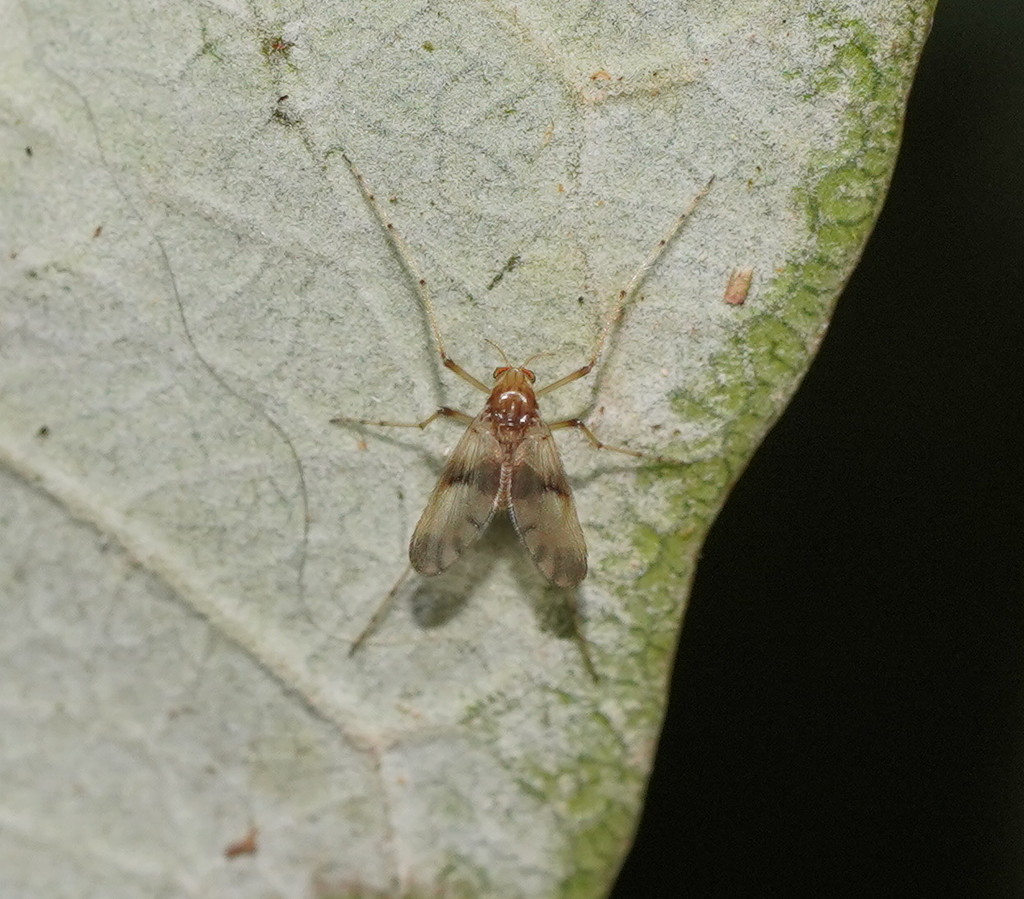 Non-biting Midges from Olinda VIC 3788, Australia on January 04, 2022 ...