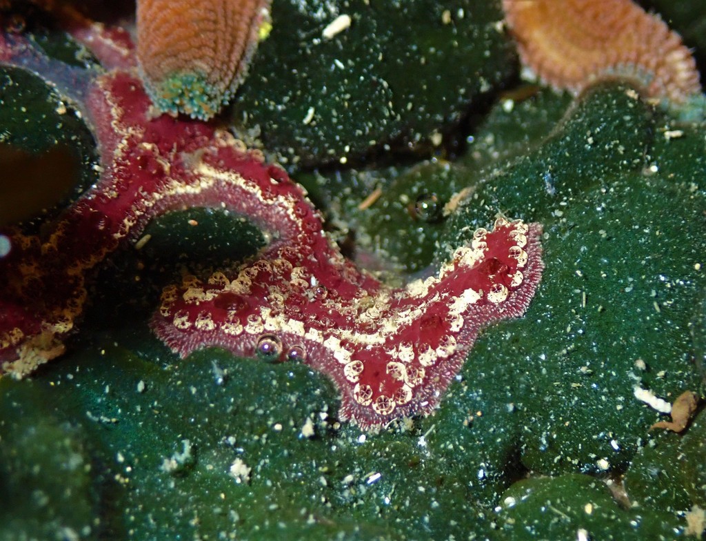 ladder ascidian from Winnie Bay, Copacabana NSW, Australia on January ...