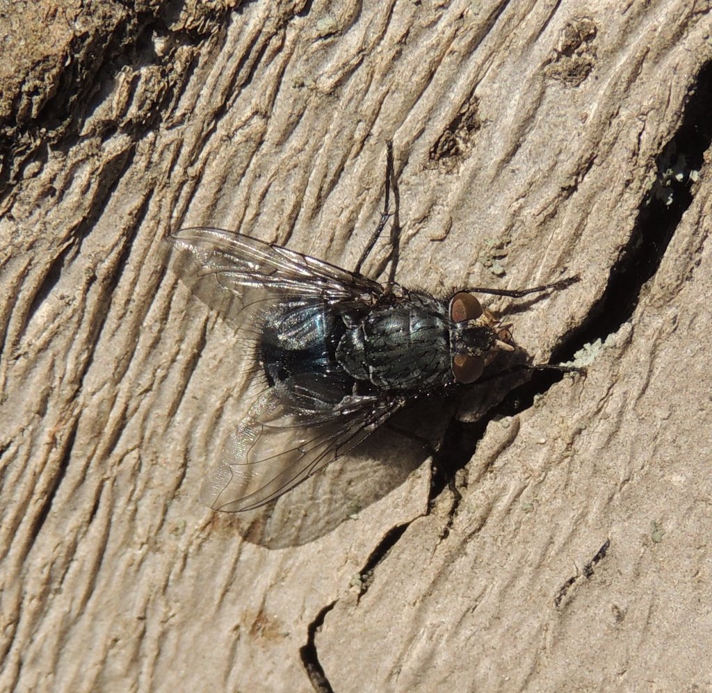 Blue Blowfly from Блок 67а, Београд, Сербия on January 7, 2022 at 02:07 ...