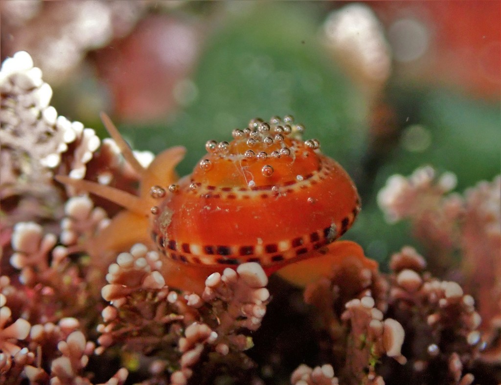 Philippia lutea from Winnie Bay, Copacabana NSW, Australia on January 11, 2022 at 01:33 PM by ...