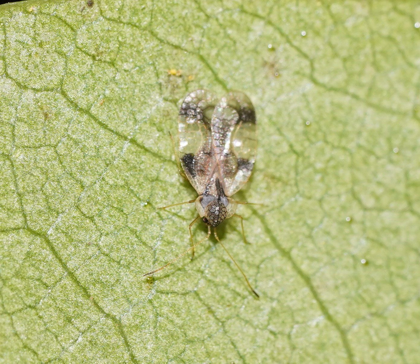 Stephanitis pyrioides (Scott, 1874)