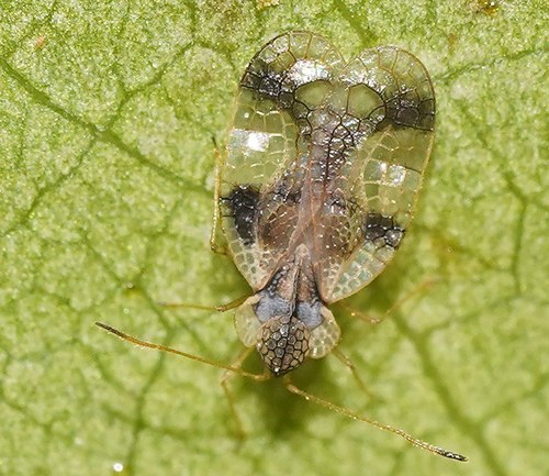 Stephanitis pyrioides · iNaturalist Ecuador