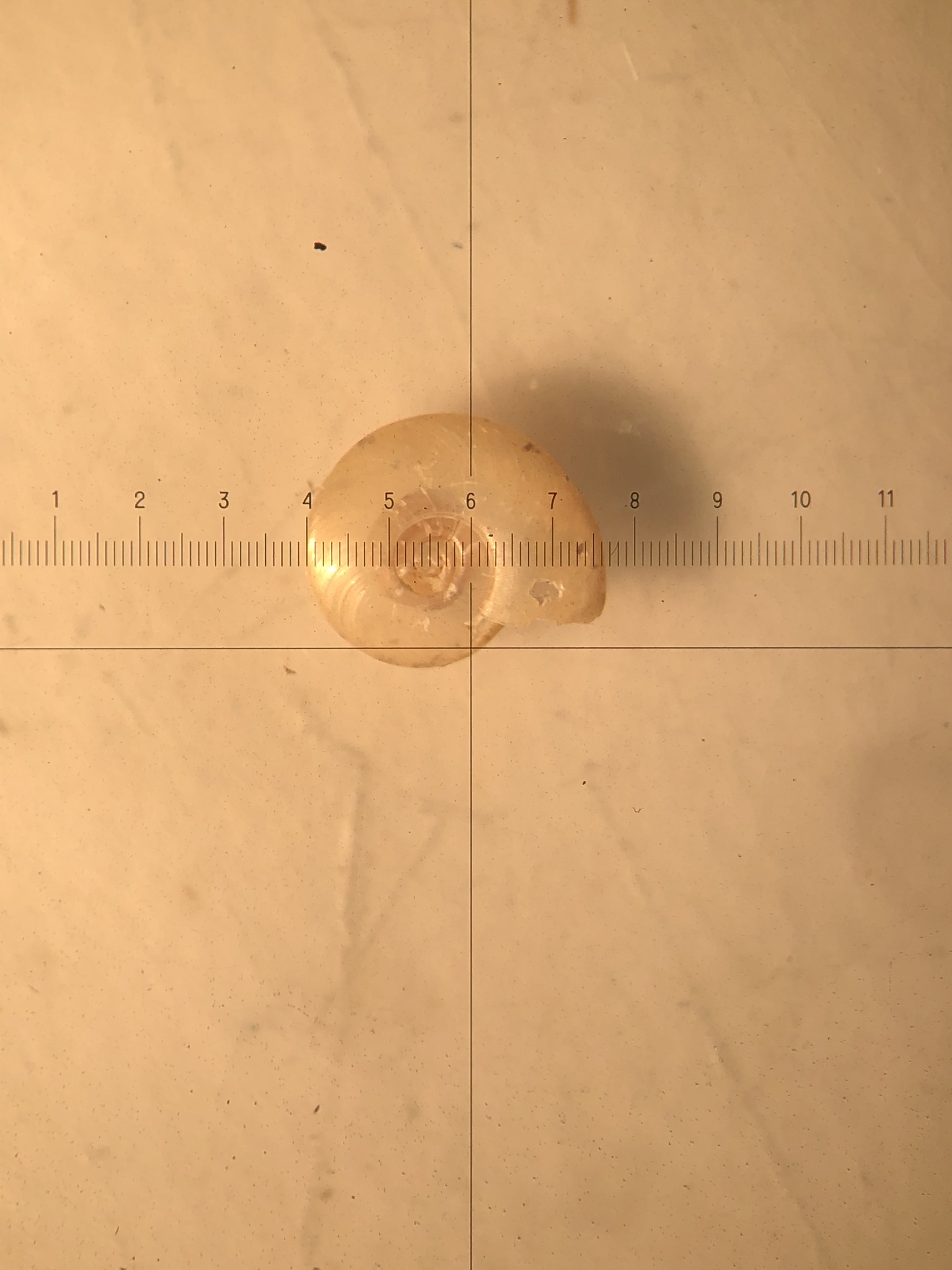 Hippeutis complanatus (Linnaeus, 1758)