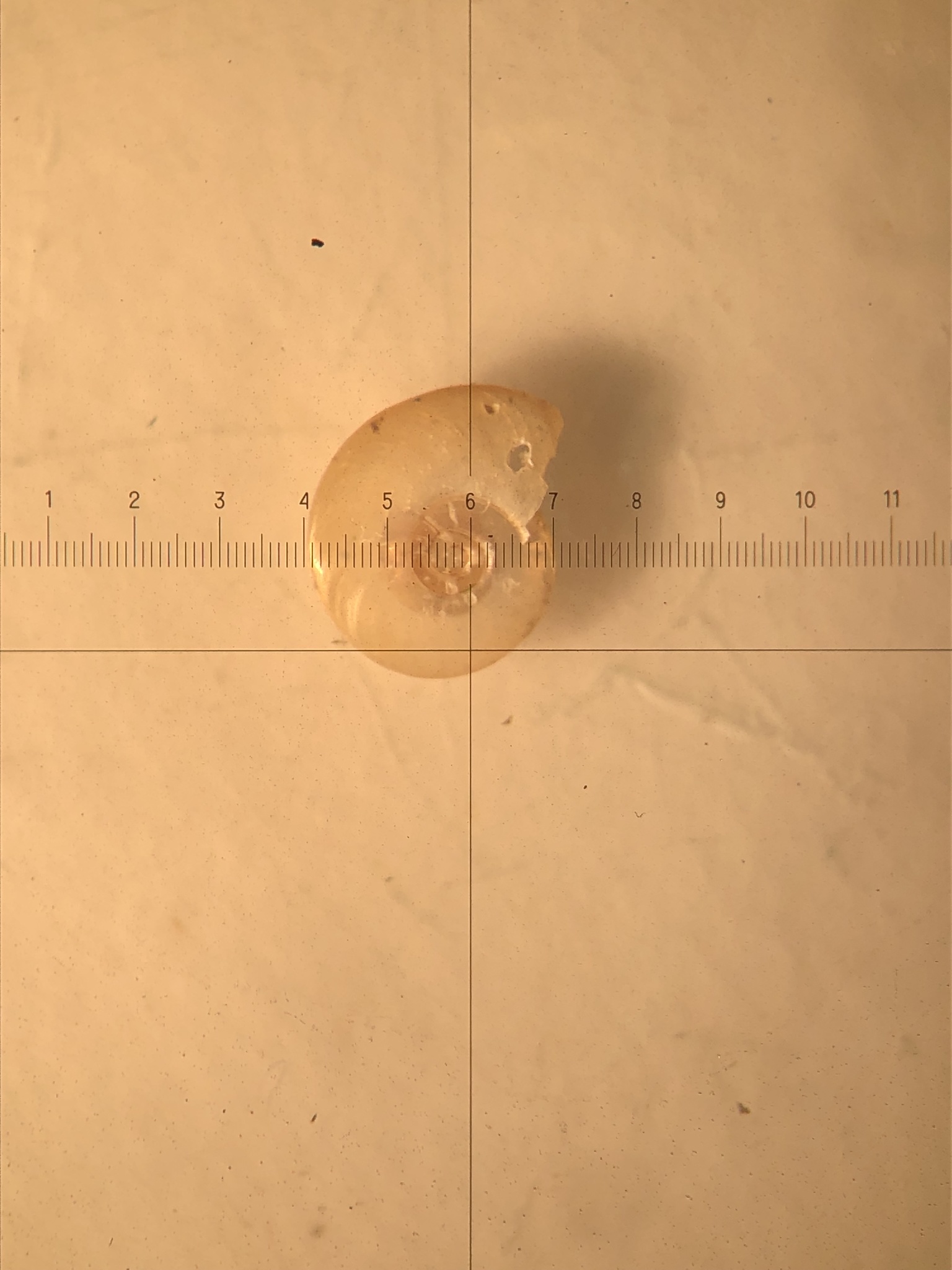 Hippeutis complanatus (Linnaeus, 1758)