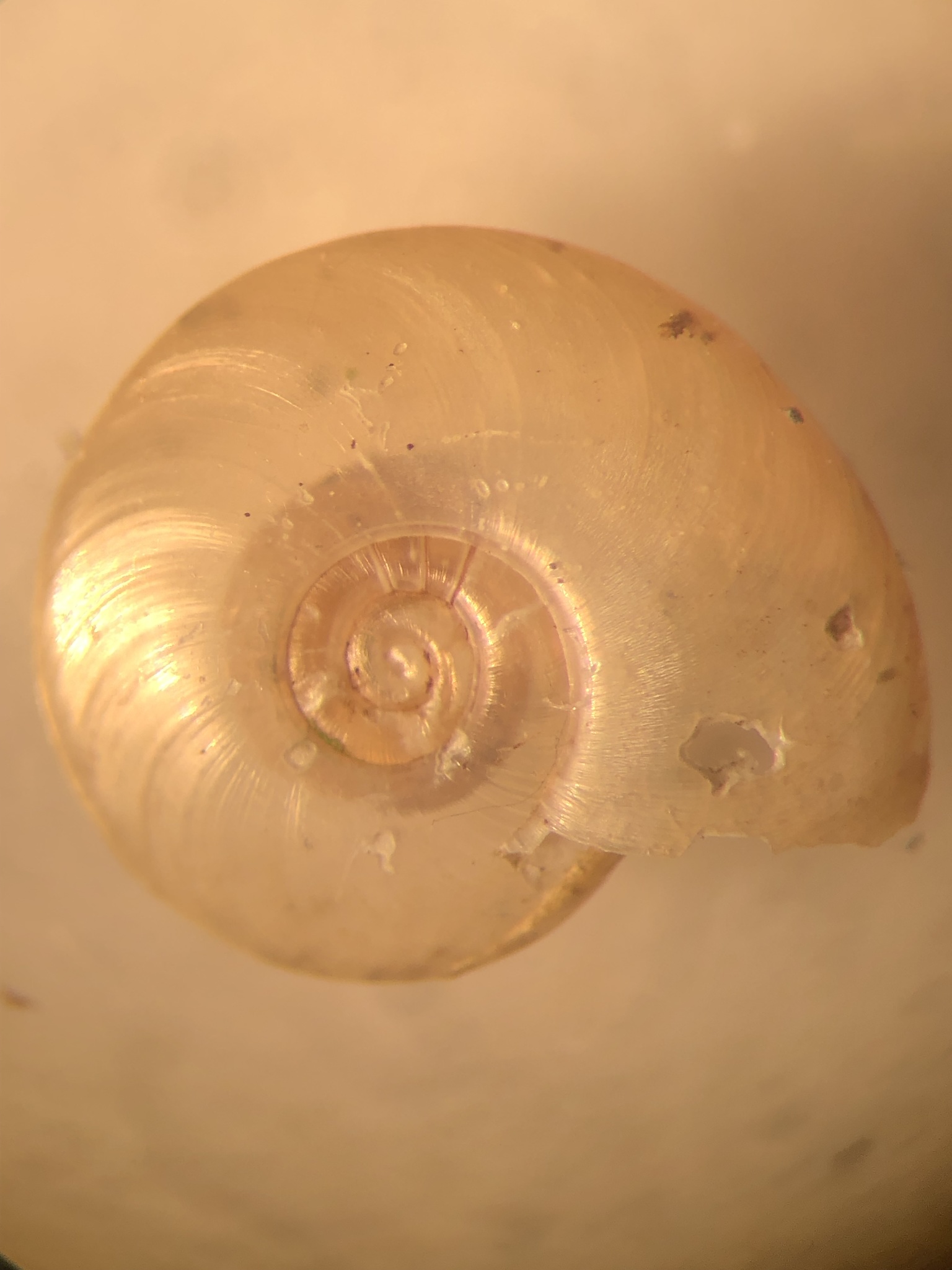 Hippeutis complanatus (Linnaeus, 1758)