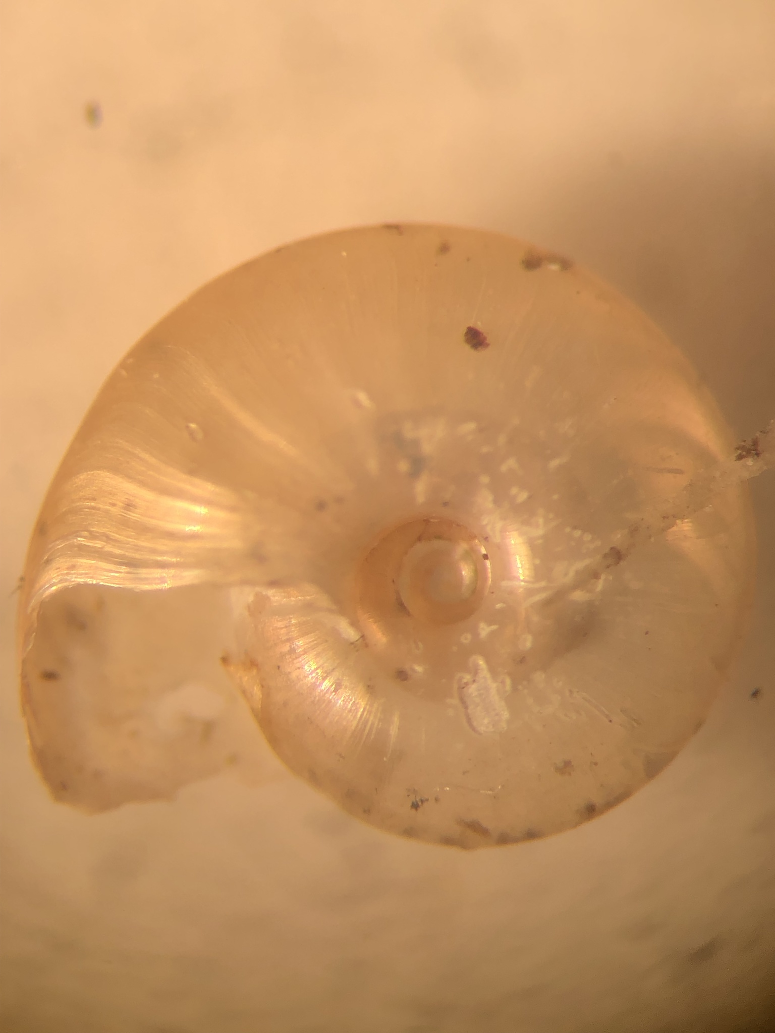 Hippeutis complanatus (Linnaeus, 1758)