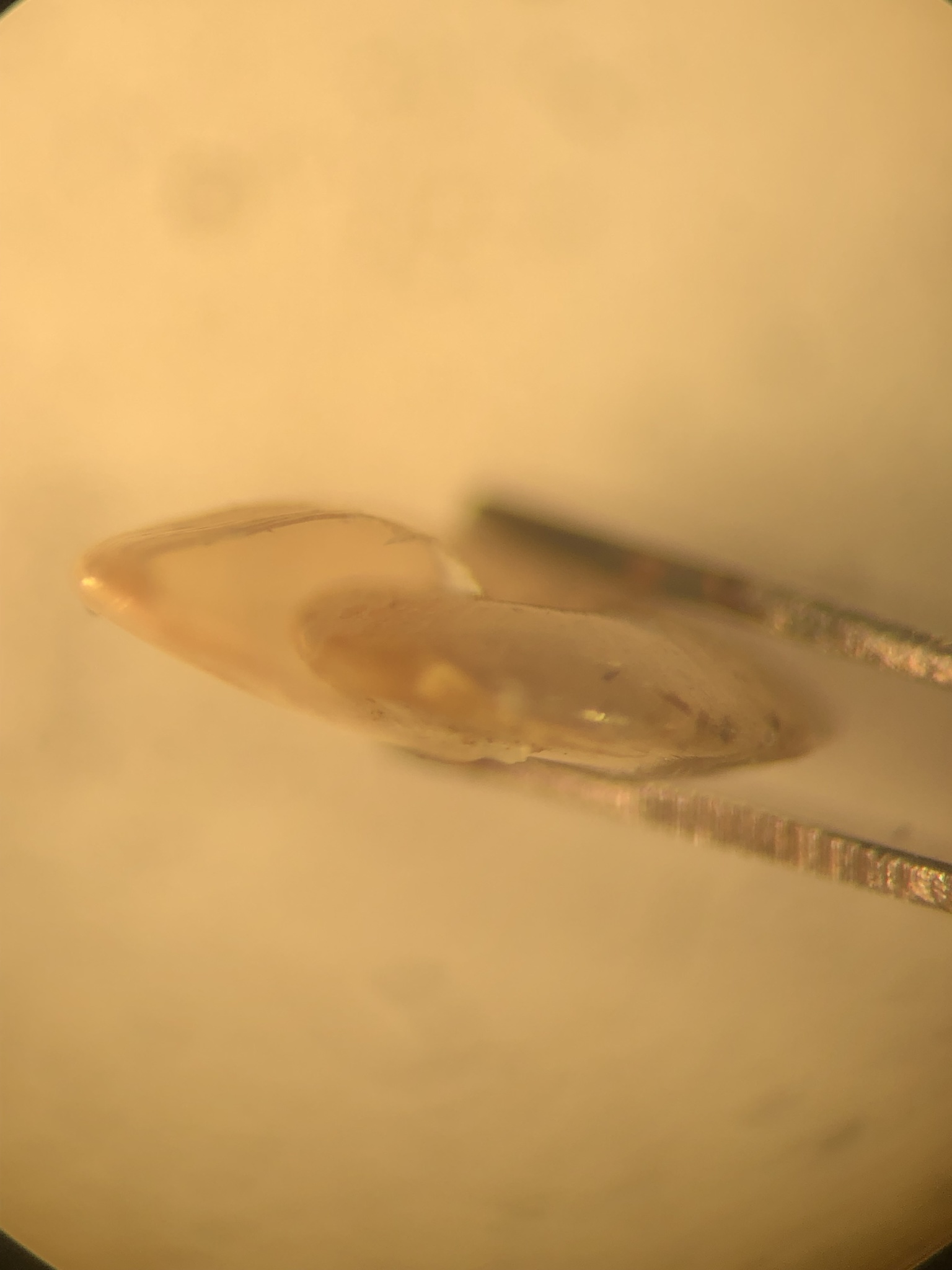 Hippeutis complanatus (Linnaeus, 1758)