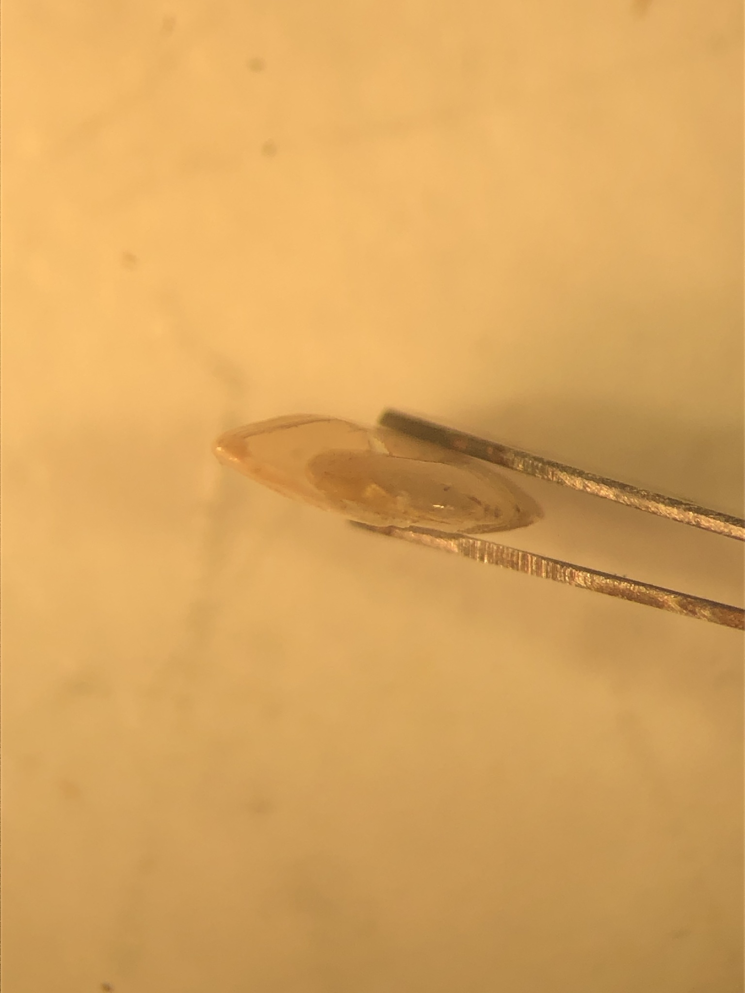 Hippeutis complanatus (Linnaeus, 1758)