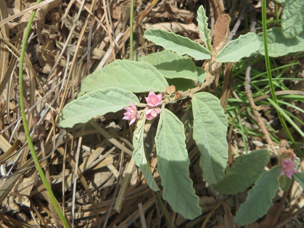 Androcalva perkinsiana from 5RM5+R8, Stockyard Point QLD 4703, Australia on January 10, 2022 at ...