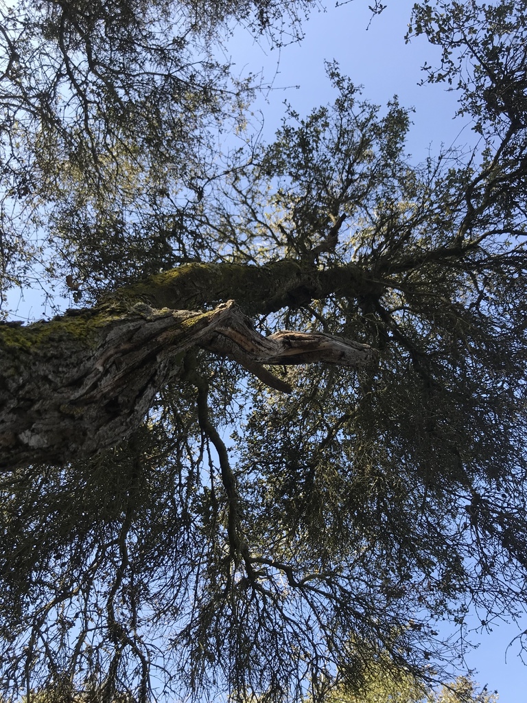 Nuttall's scrub oak in May 2018 by Becky Escalante. They’re huge in The ...