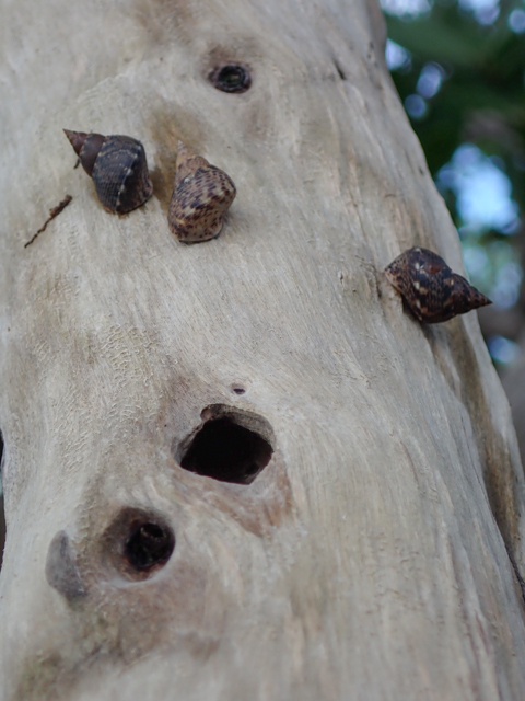 Littoraria scabra (Linnaeus, 1758)