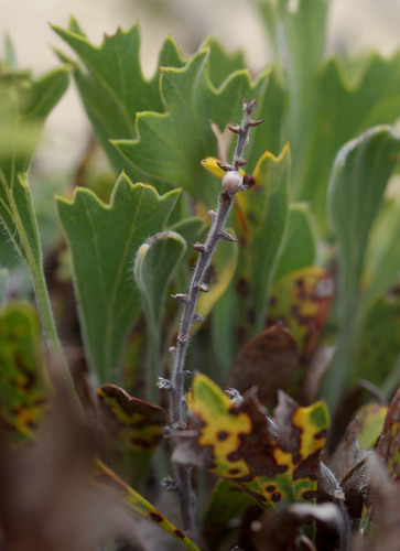 Synaphea reticulata · iNaturalist