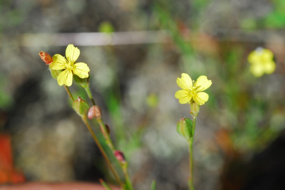 Threadleaf Evening Primrose (Nash Prairie Plants List) · iNaturalist