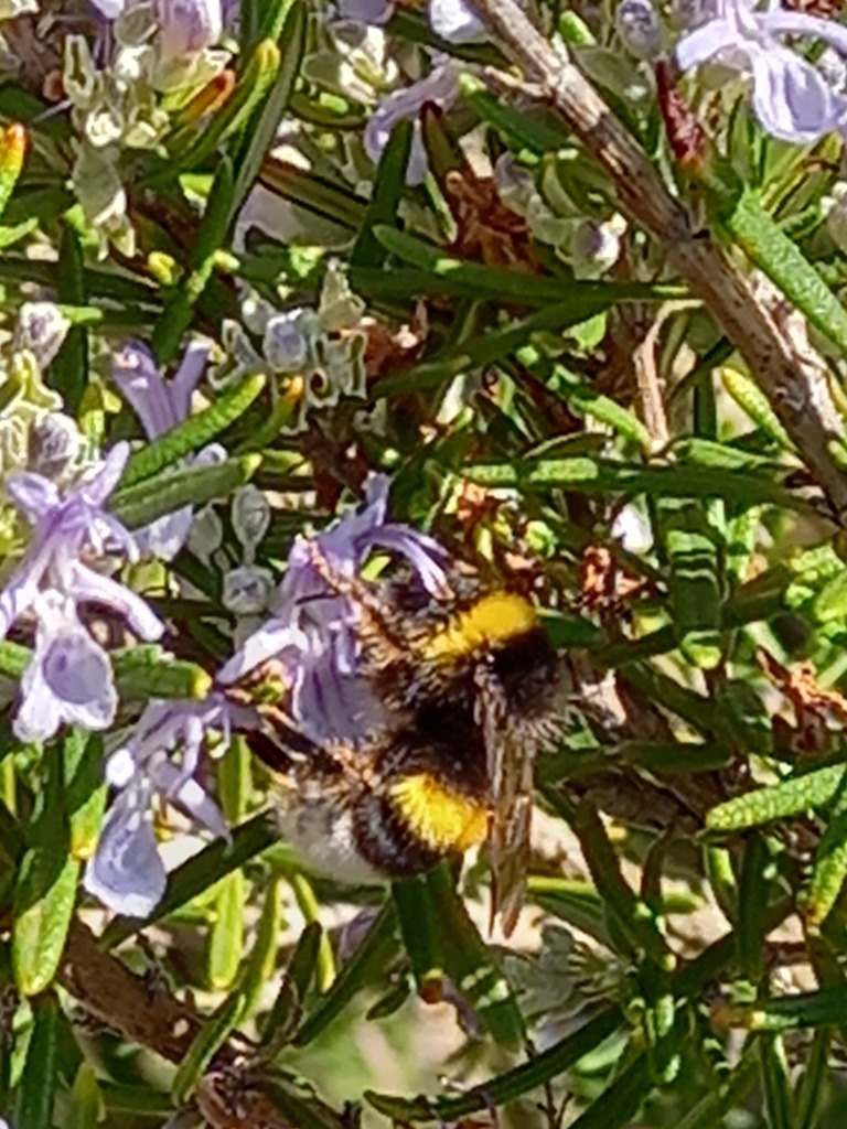 Bombus terrestris lusitanicus from Rua Professor José Sebastião e Silva ...