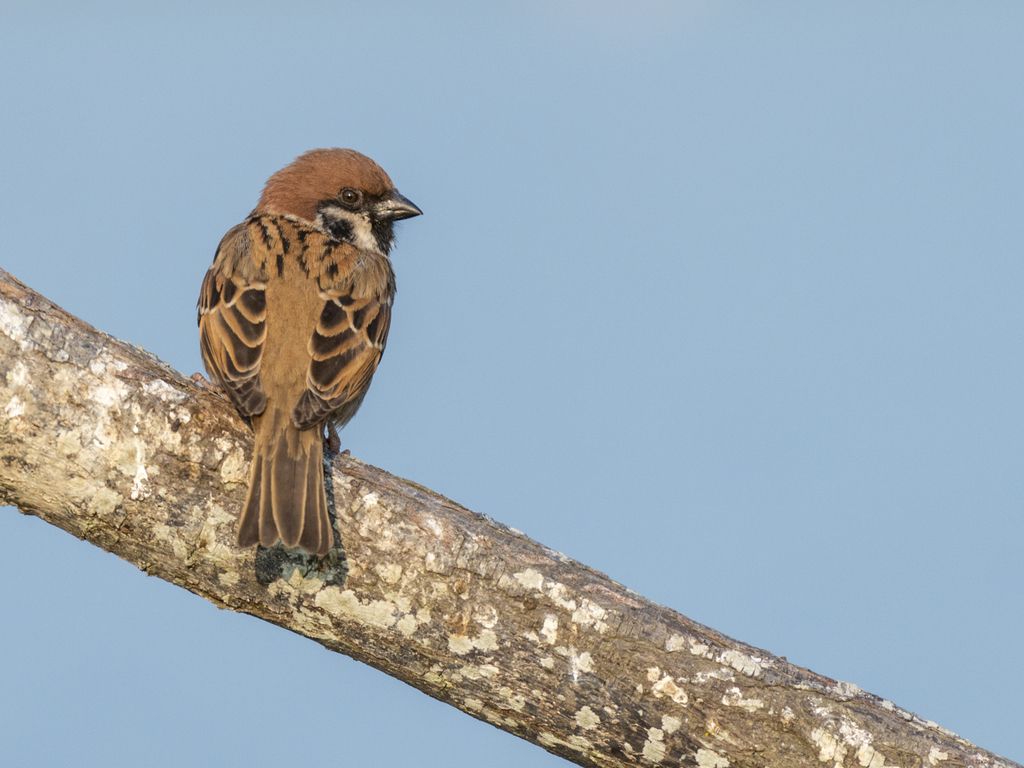 Eurasian Tree Sparrow in January 2022 by Lawrence Hylton · iNaturalist