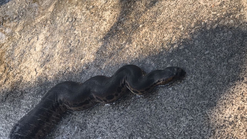 Javan File Snake from Rompin, Rompin, Negeri Sembilan, MY on January 11 ...