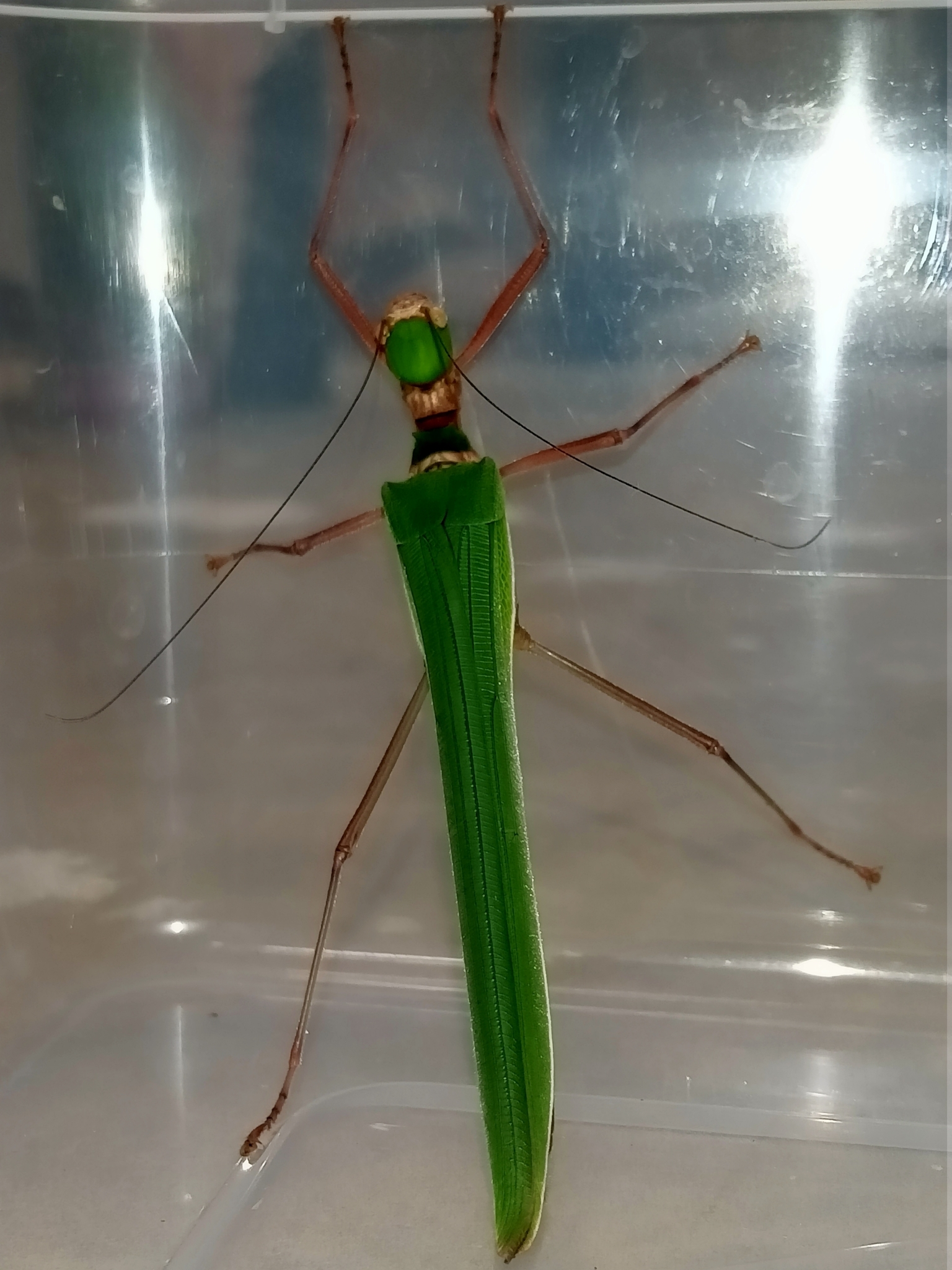 Calvisia virbius (Westwood, 1859)