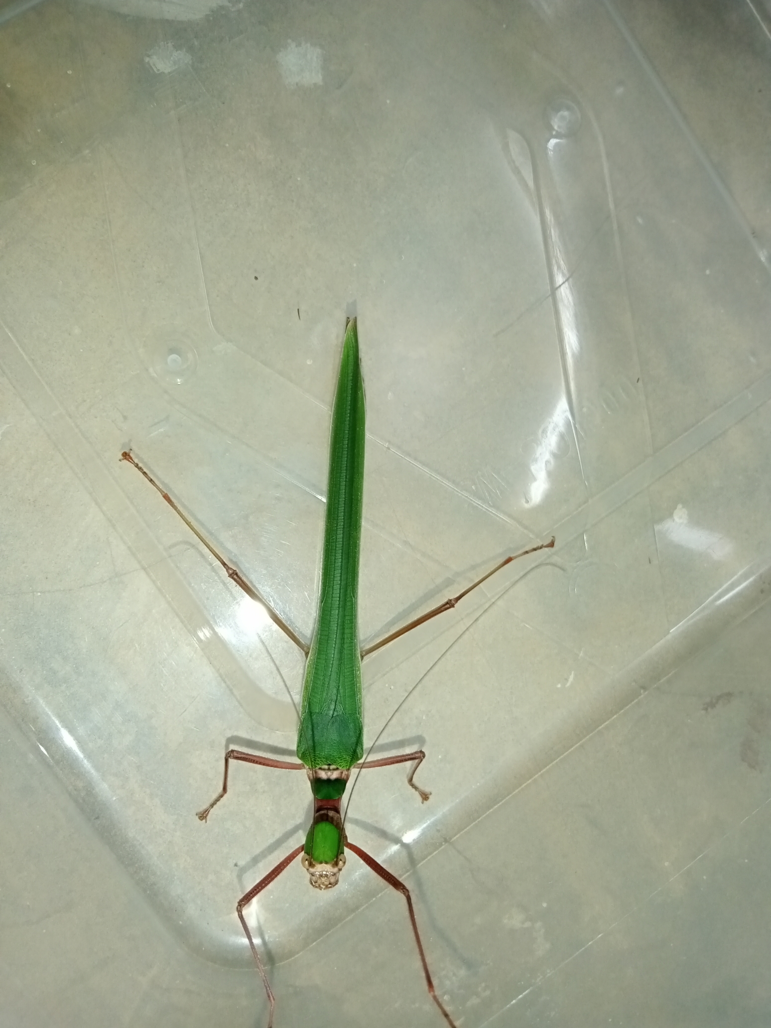 Calvisia virbius (Westwood, 1859)